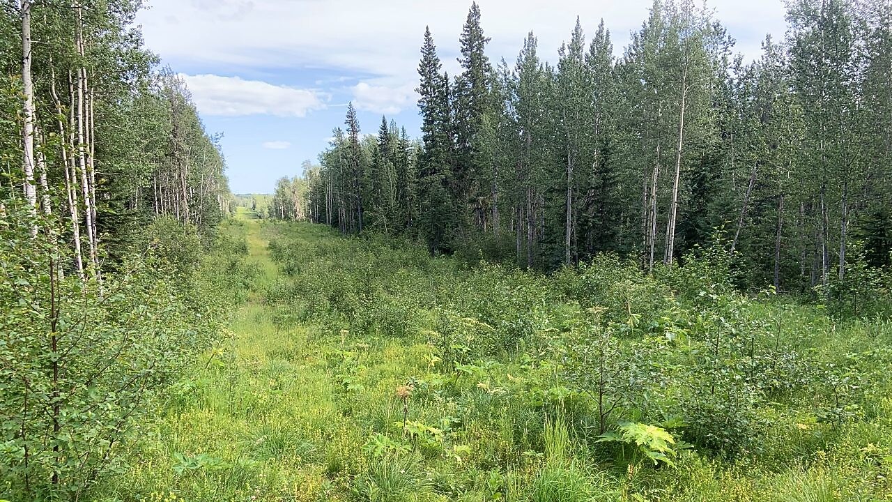Groundbirch native plant reclamation | Shell Canada